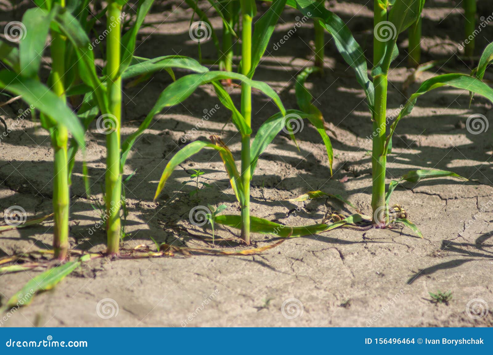 Edge of the corn field stock photo. Image of field, cornfield - 156496464