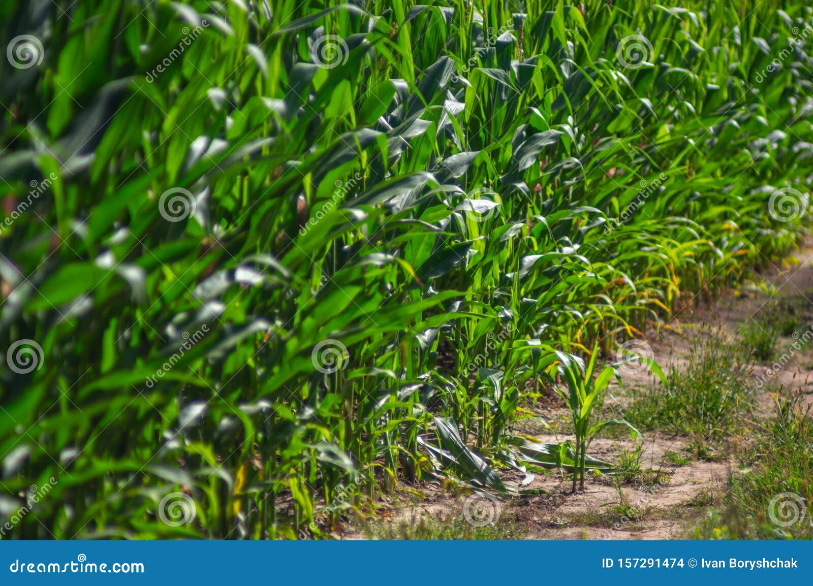 Edge of the corn field stock photo. Image of garden - 157291474