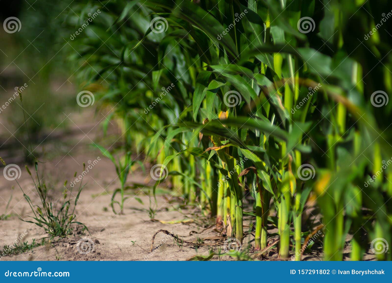 Edge of the corn field stock photo. Image of beautiful - 157291802