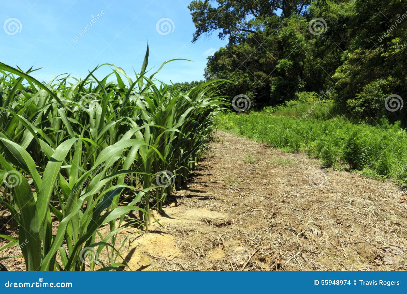 Edge of the Corn Field stock photo. Image of agricultural - 55948974