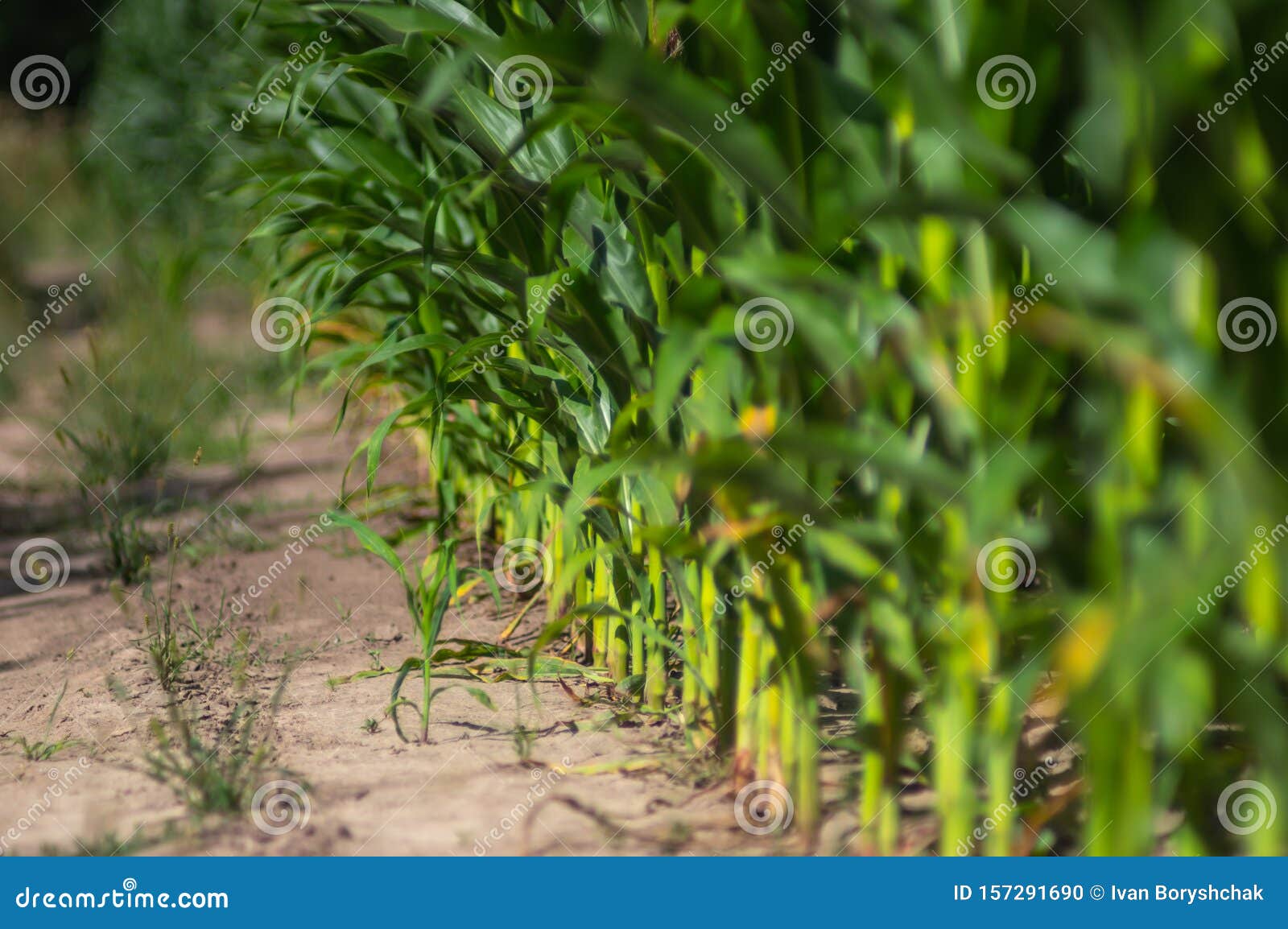 Edge of the corn field stock photo. Image of blue, natural - 157291690