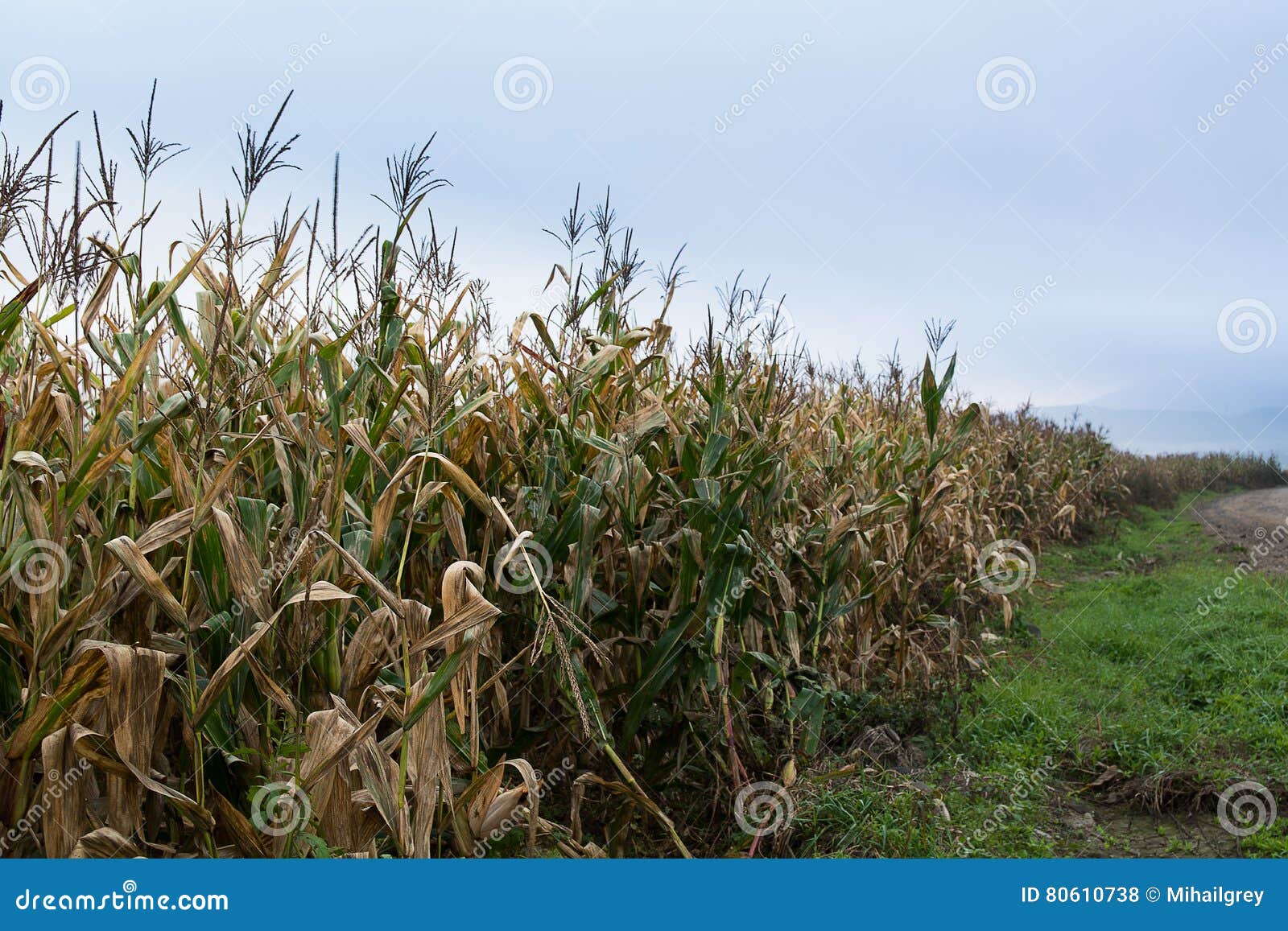 Edge of Corn Field with Withered Stems. Stock Photo - Image of ...