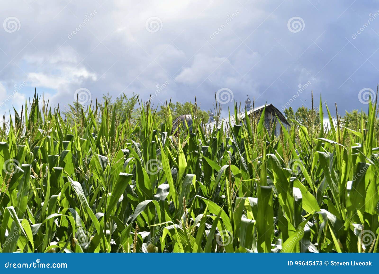 Edge of cornfield stock image. Image of bright, fresh - 99645473