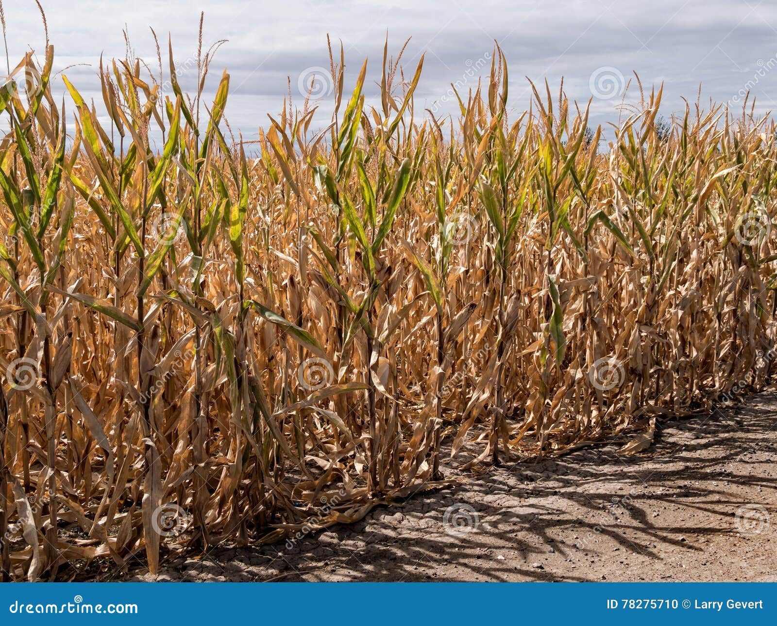 Edge of a cornfield stock photo. Image of golden, countryside - 78275710