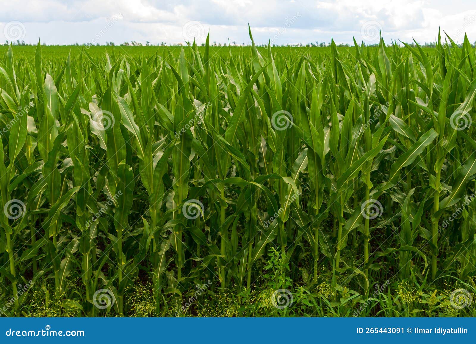 At the Edge of a Cornfield. Lush Thickets of Corn. Agricultural Field ...