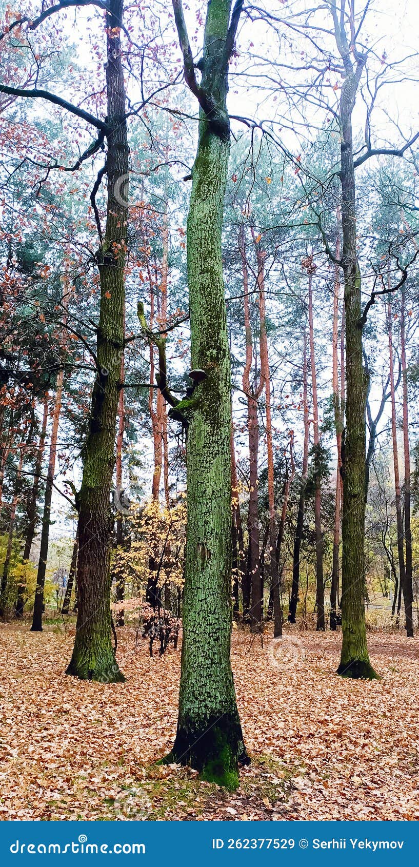 Edge of a Dense Coniferous Forest with a Tree Trunk Covered with Green ...