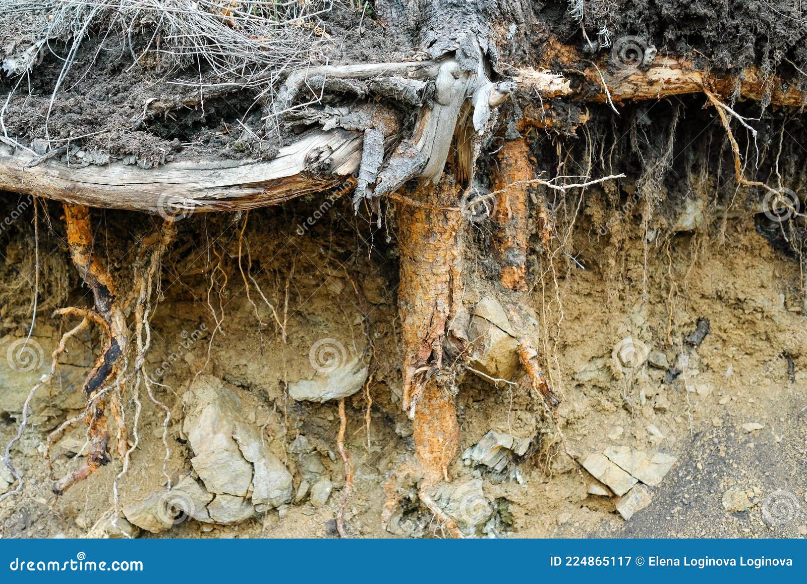 The Edge of the Earth or Field. the Roots of Plants are Visible. Stock ...