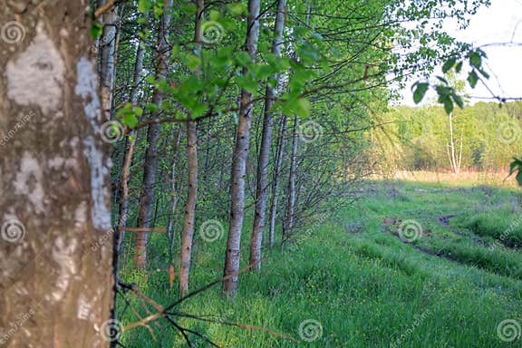 The Edge, the Edge of the Forest, it Represents a Kind of Border ...