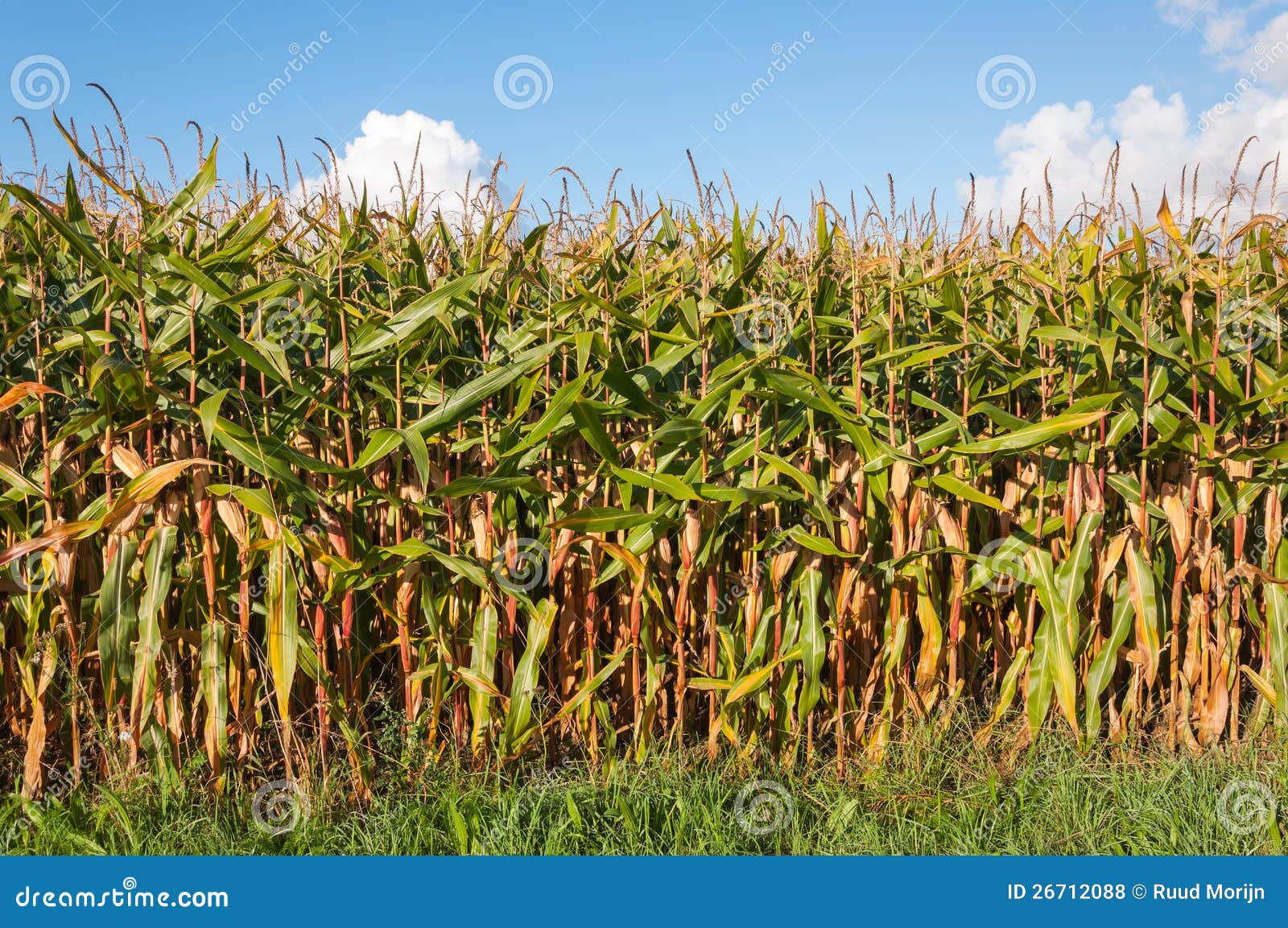 Corn Fodder