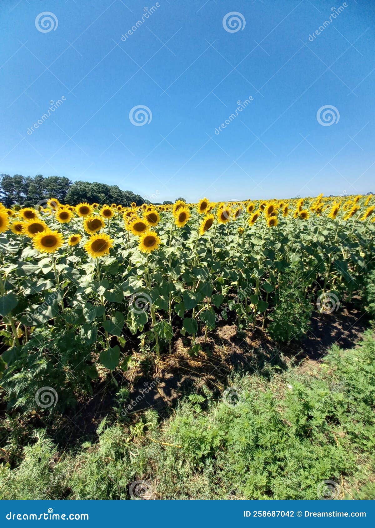 On the Edge of a Field of Sunflowers Stock Photo - Image of yellow ...
