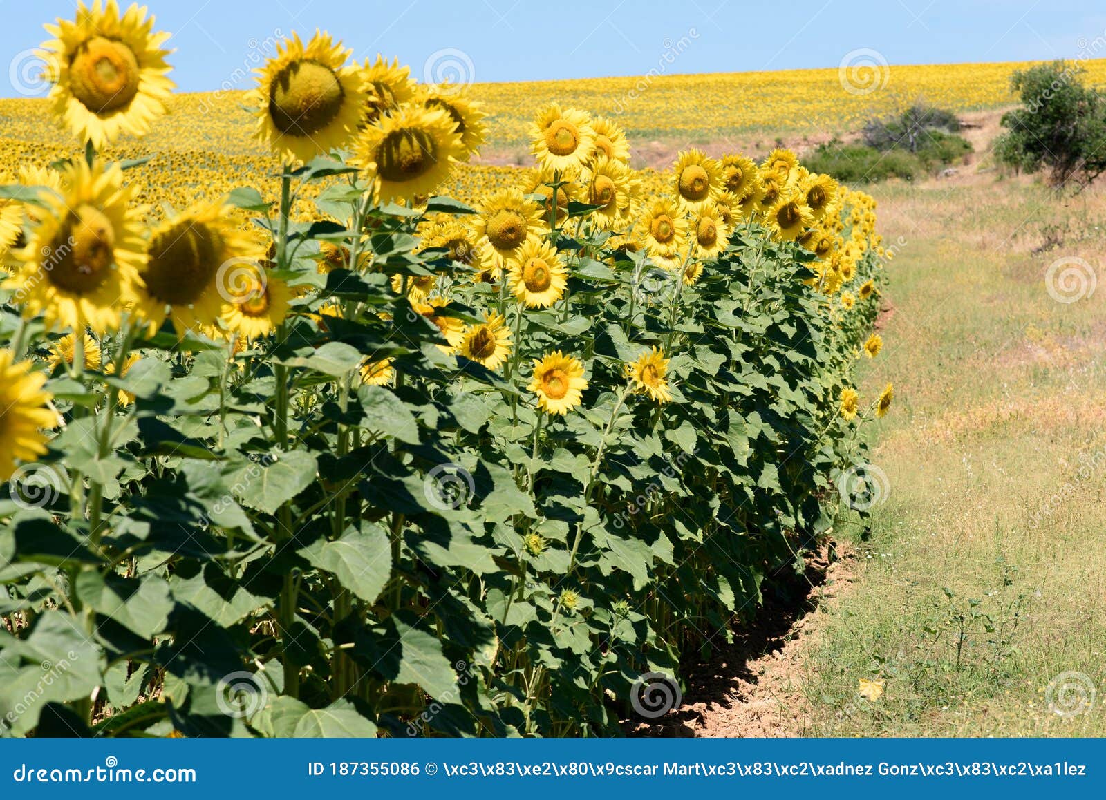 Edge of a Field of Yellow Sunflowers, Facing the Camera Stock Photo ...
