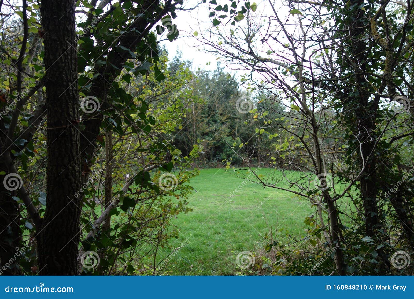 The Edge of a Forest stock photo. Image of trees, green - 160848210