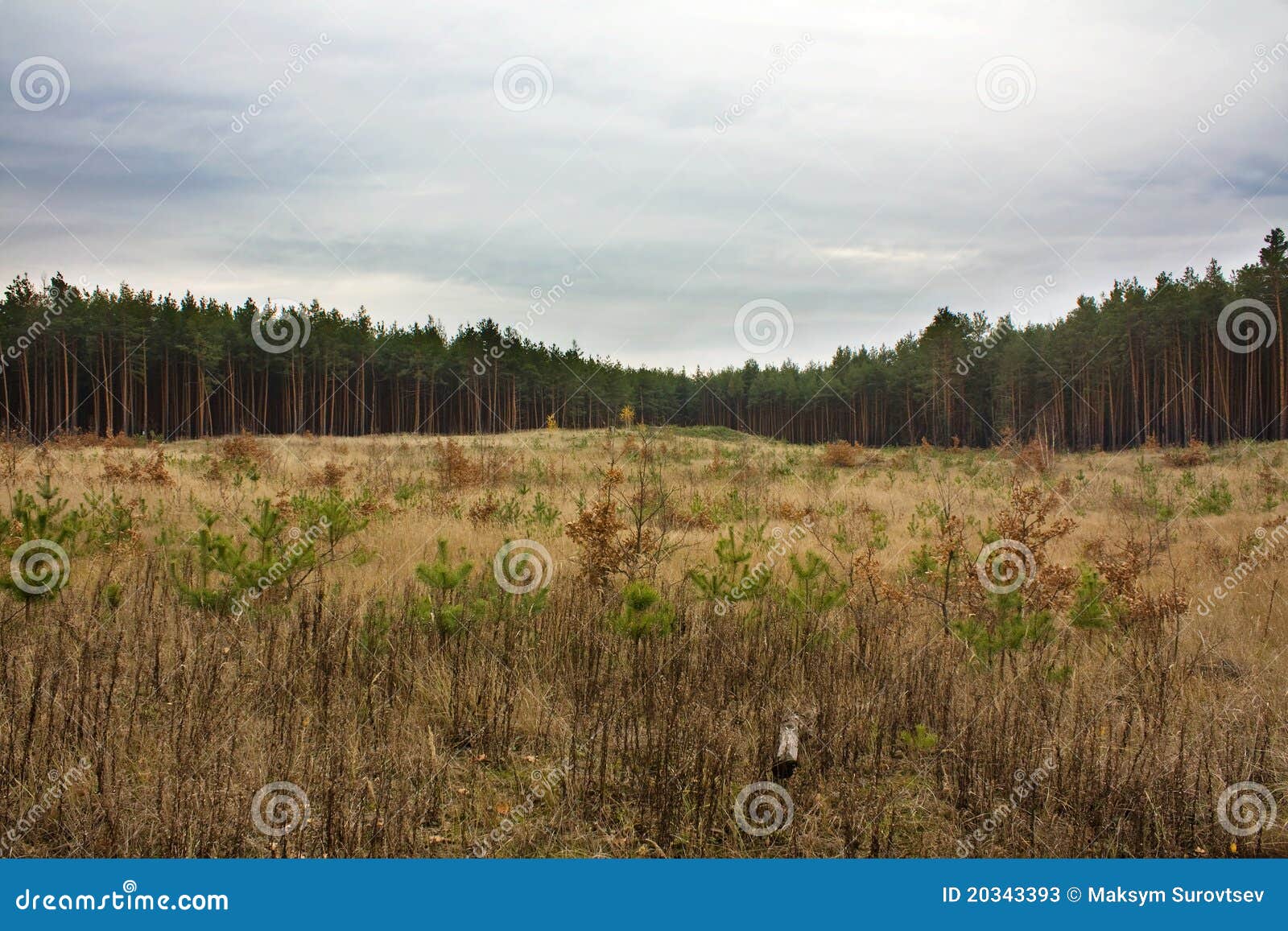 Edge of a forest stock image. Image of field, tree, hiking - 20343393