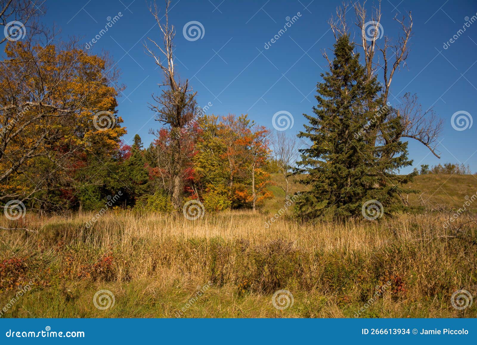Edge of forest stock photo. Image of nature, meadow - 266613934