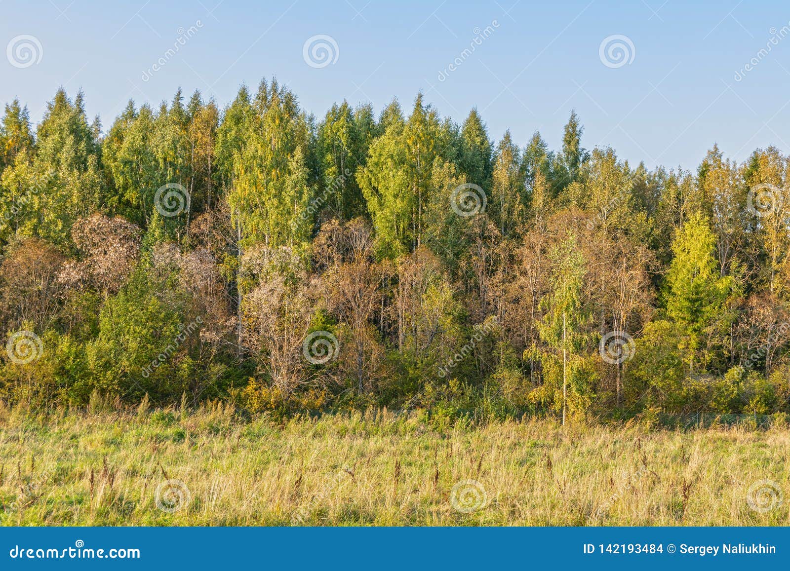 The Edge of the Forest in Autumn Stock Photo - Image of beautiful ...