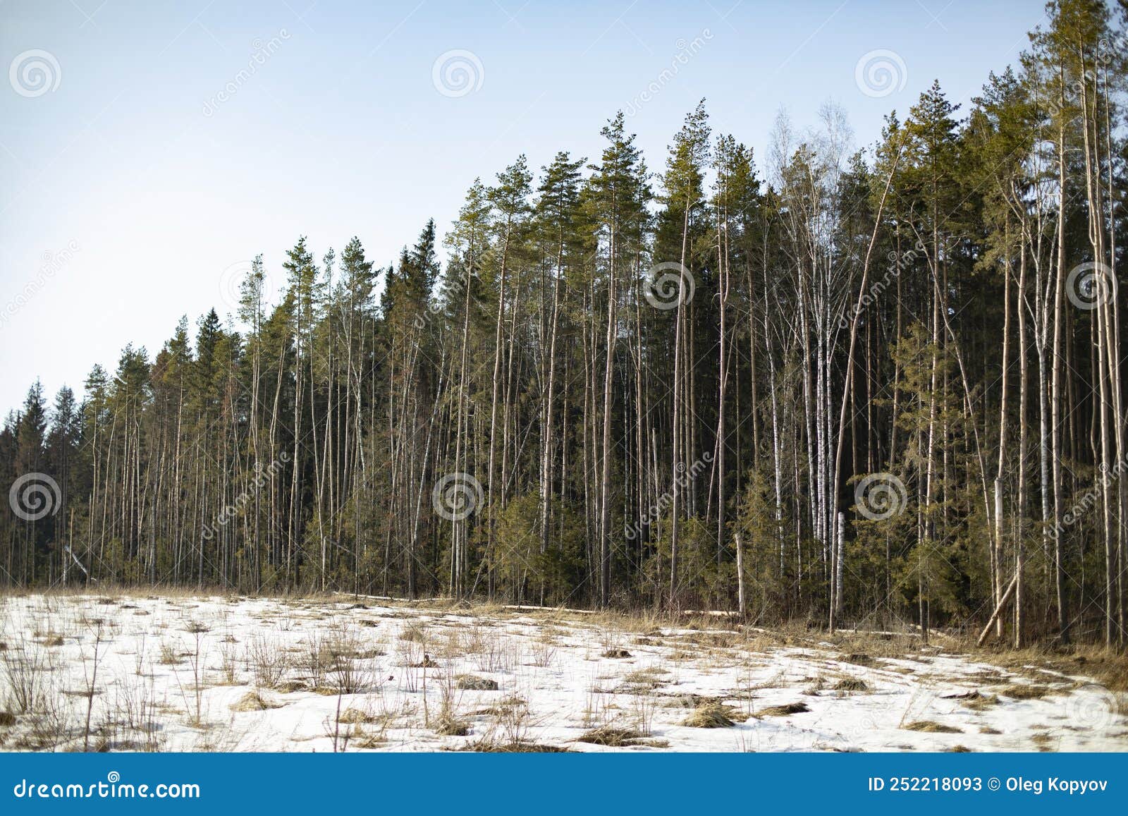Edge of Forest. Coniferous Forest in Spring Stock Image - Image of ...