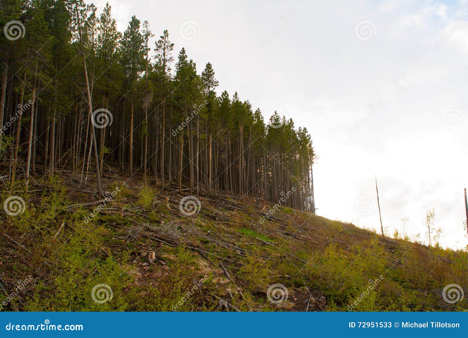 Edge of a Forest Cut Down stock image. Image of destroyed - 72951533