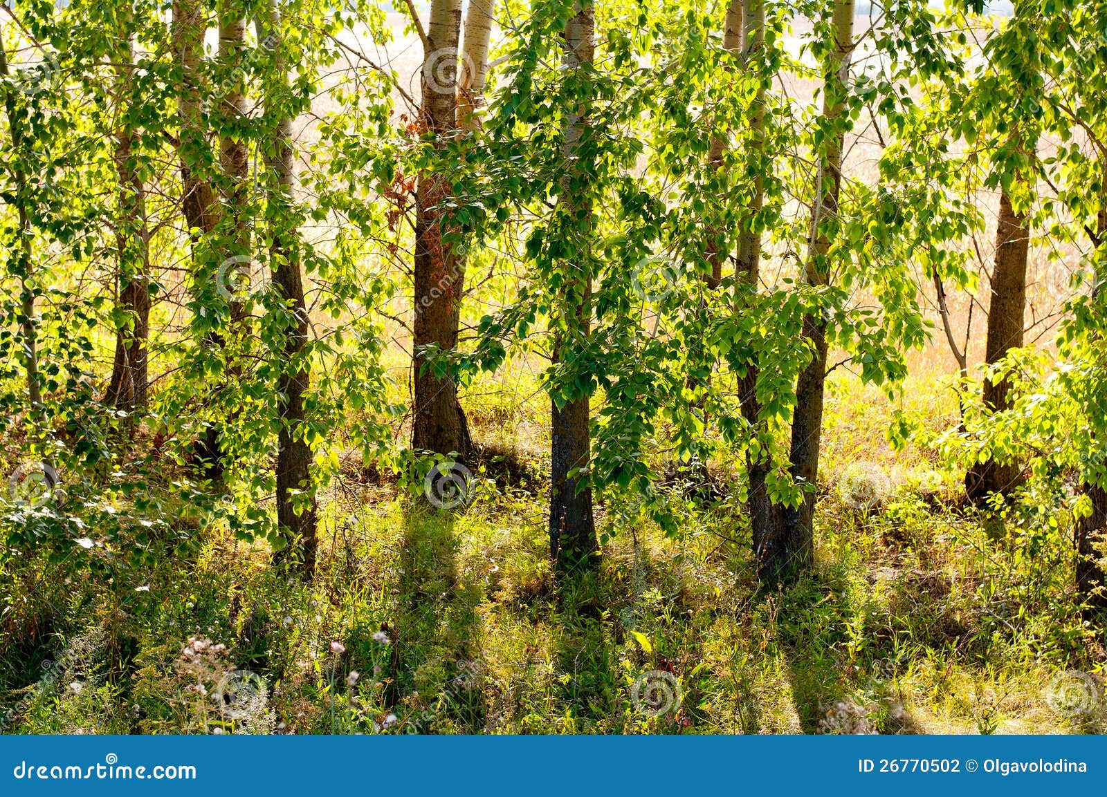 Edge of the Forest in Early Morning Stock Photo - Image of poplar ...