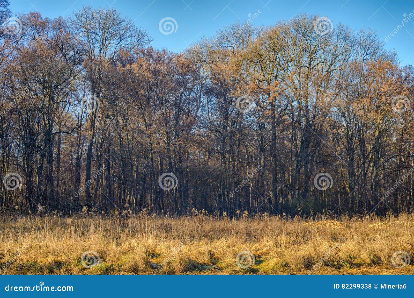 The Edge of a Forest during Fall. Stock Photo - Image of landscape ...