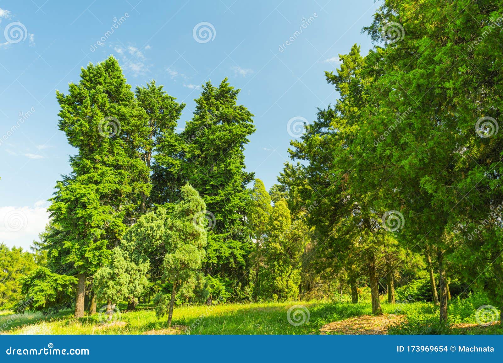 Edge of Forest, Field with Green Grass Stock Photo - Image of forest ...