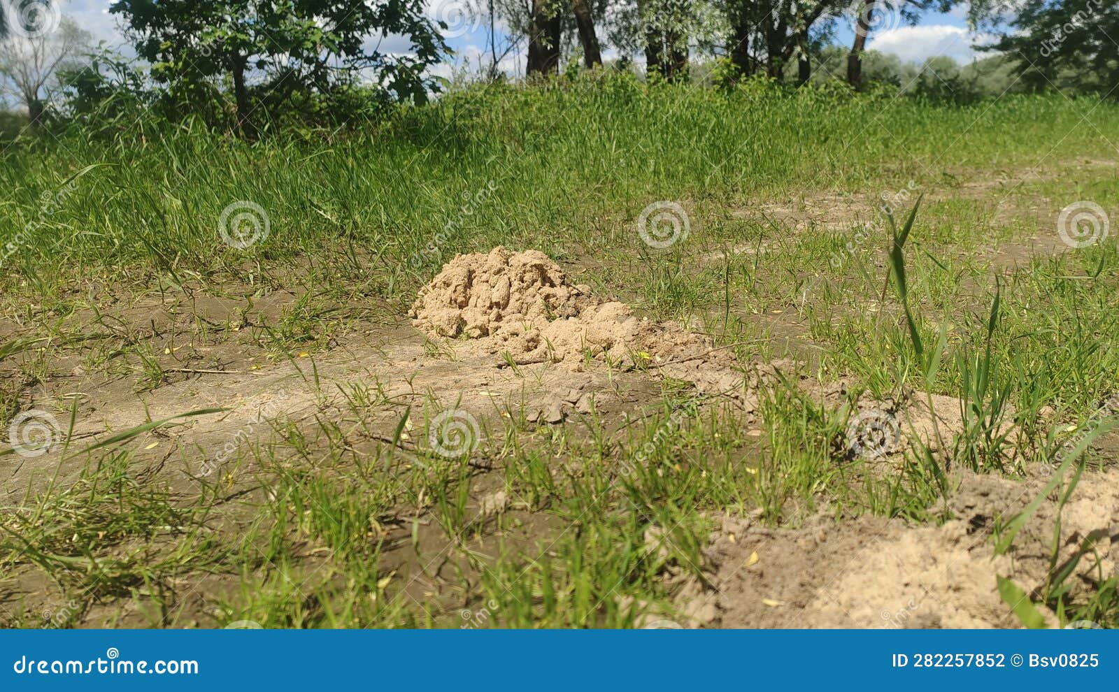 At the Edge of the Forest on a Grassy Meadow, the Mole Dug His Tunnels ...