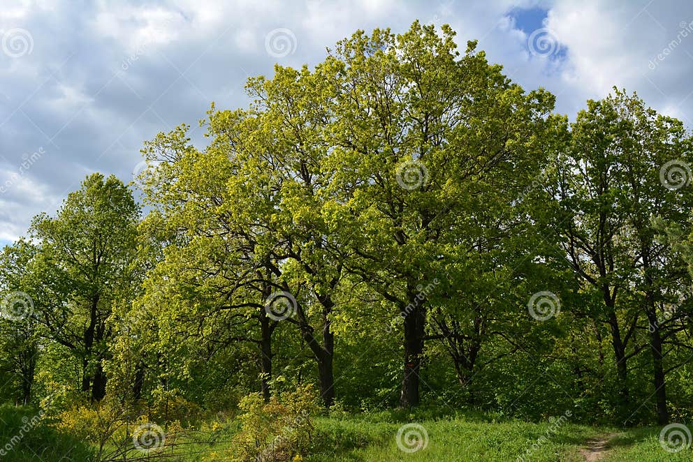Edge of Forest with Green Oak Trees in the Beginning of Summer Stock ...