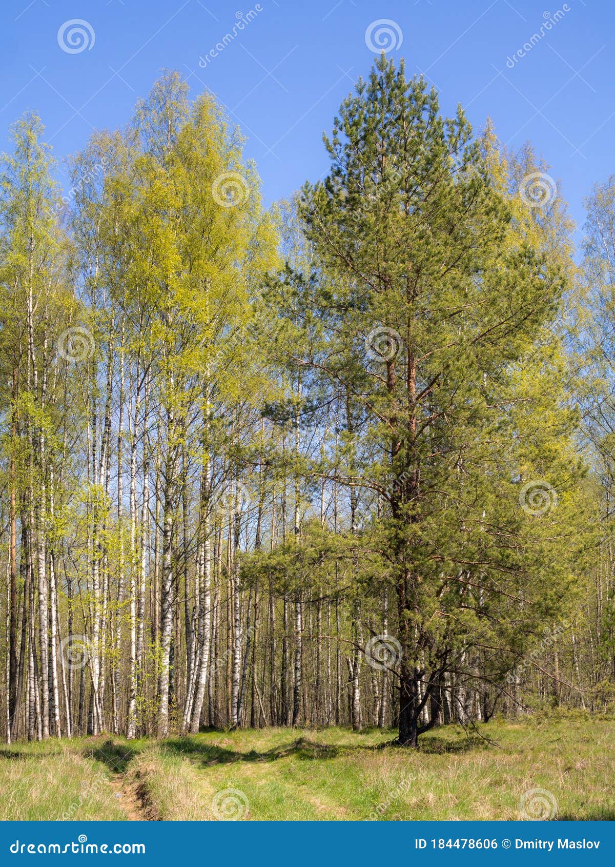 Edge of the forest stock photo. Image of view, forest - 184478606