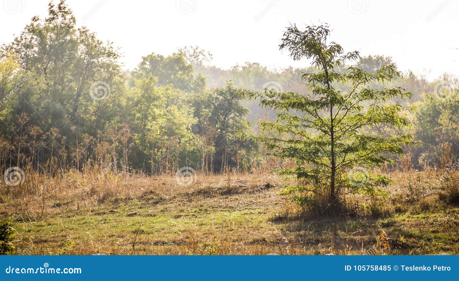 Edge of the forest stock image. Image of natural, tree - 105758485