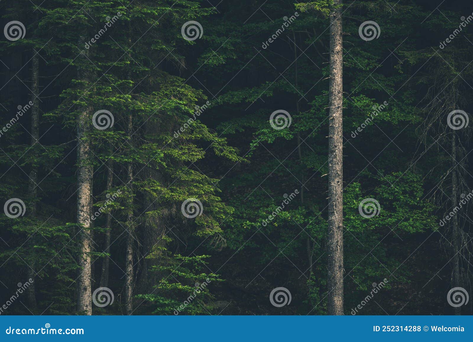 The Edge of the Forest stock photo. Image of forest - 252314288