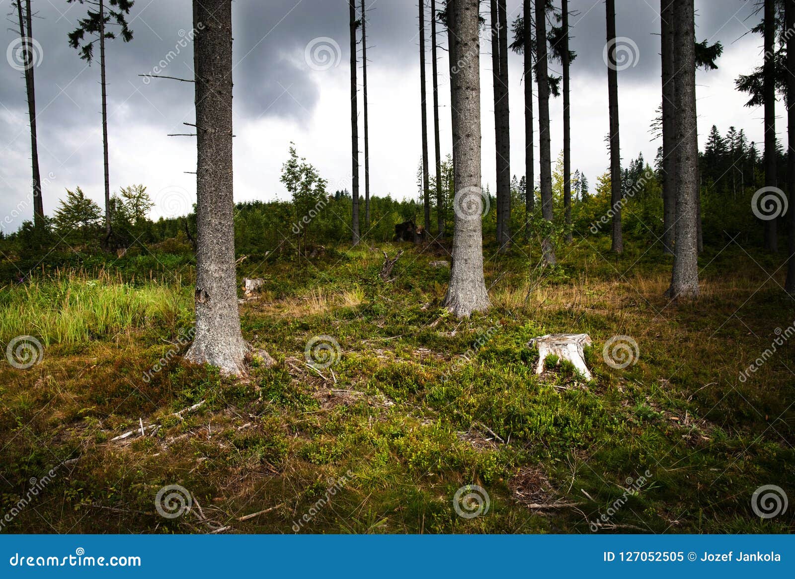 On the Edge of the Forest before the Rain Stock Image - Image of season ...