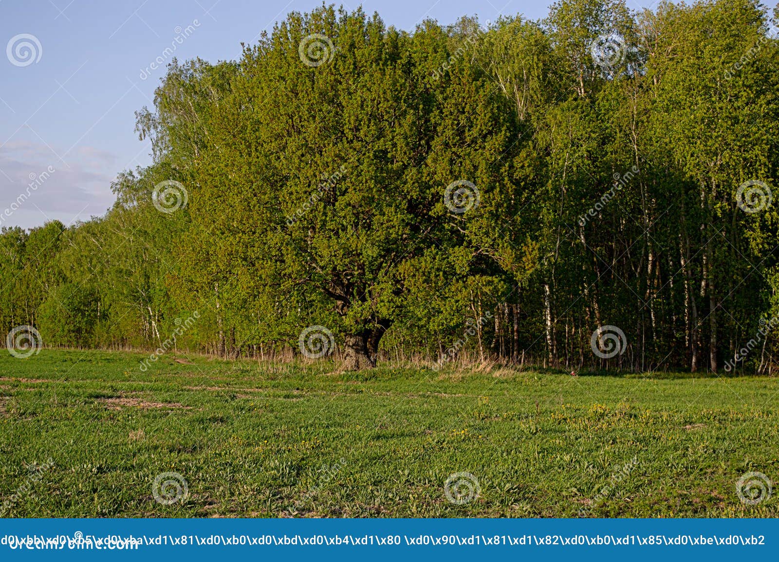 The Edge, the Edge of the Forest, it Represents a Kind of Border ...