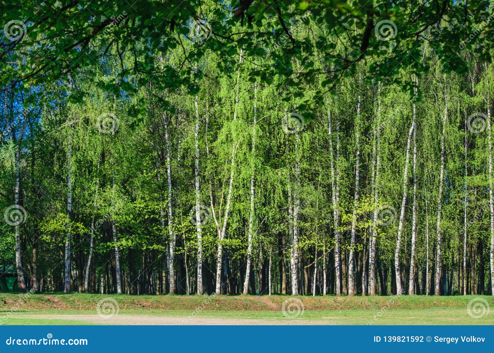 The Edge of the Forest on a Summer Day Stock Photo - Image of landscape ...