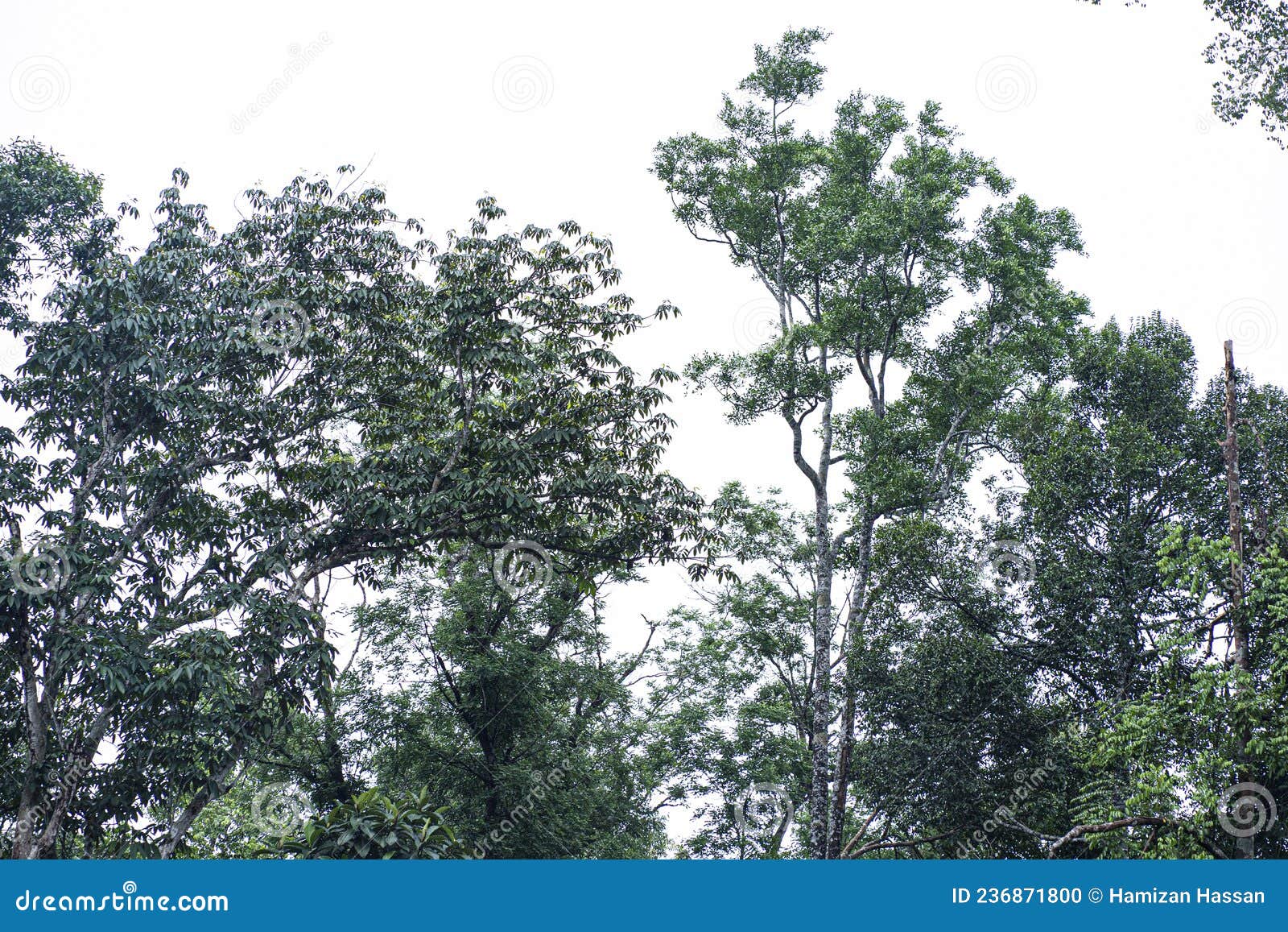 Edge of the Forest with Tall Trees Stock Photo - Image of foliage ...