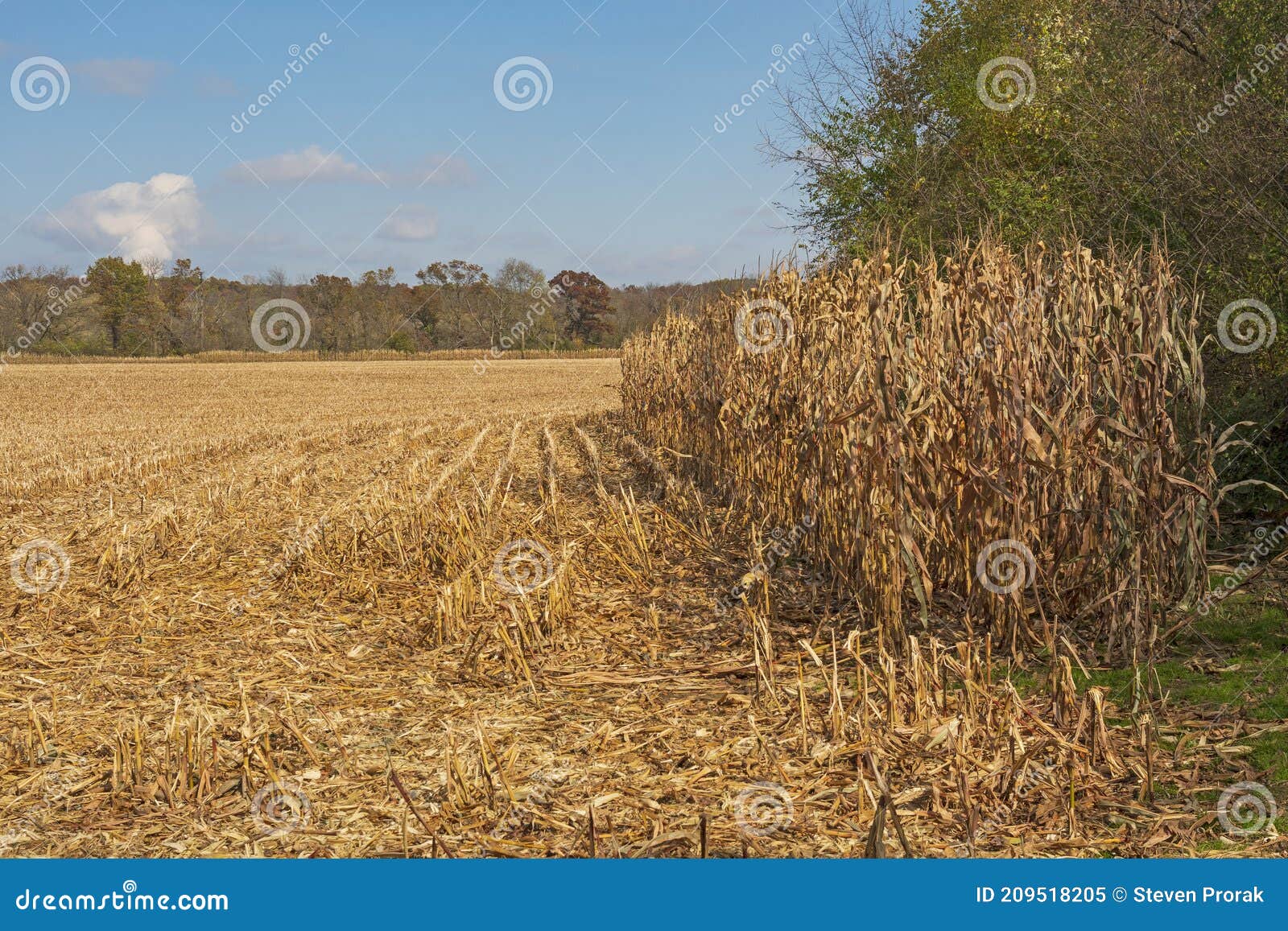 Edge of Freshly Cut Corn Field in the Fall Stock Image - Image of crops ...