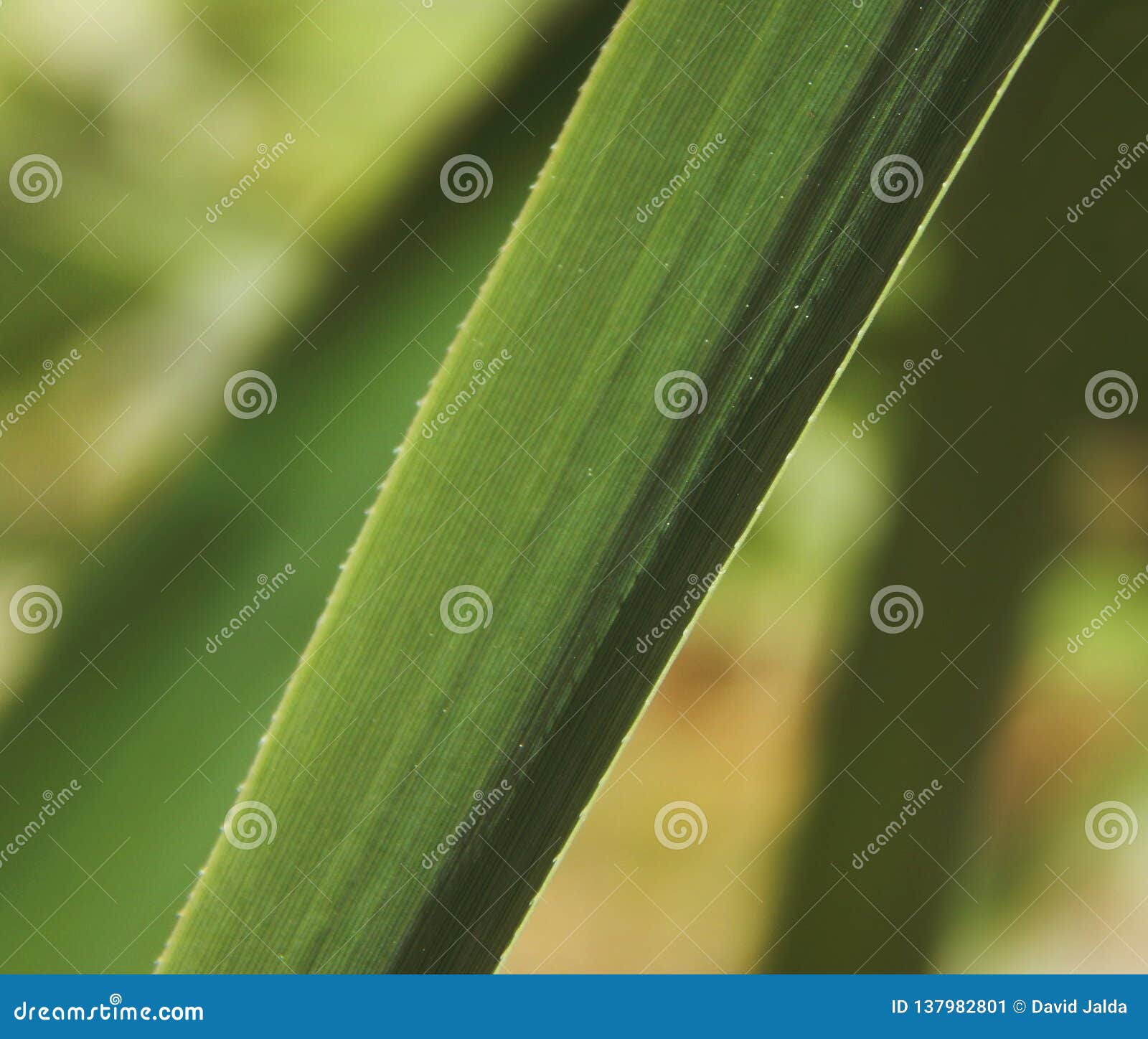 Background Macro the Edge of the Grass Stock Image - Image of space ...