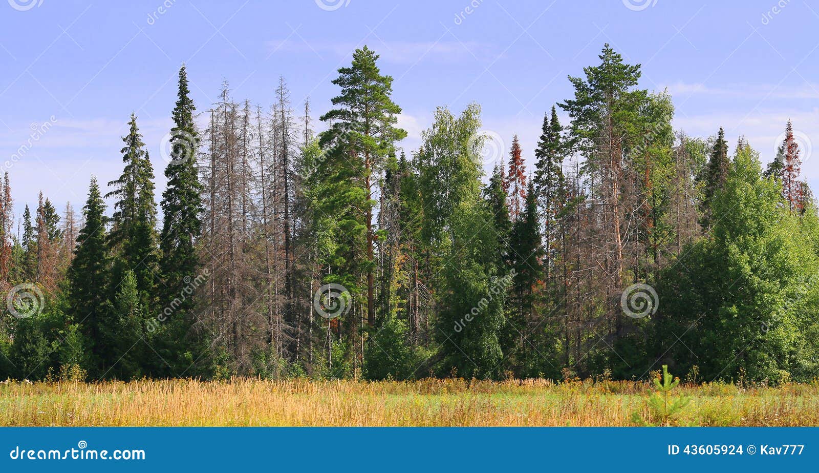 Edge of the Green Forest with Dead Trees Stock Photo - Image of blue ...