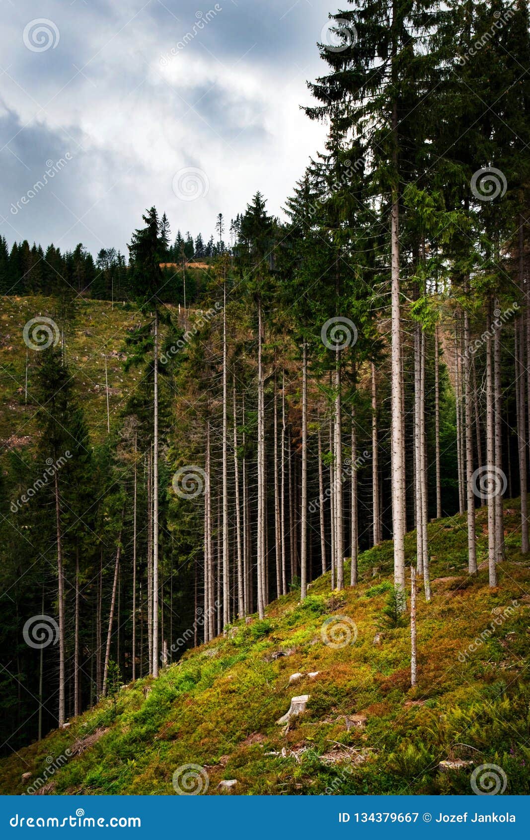 The Edge of a High Forest on a Slope Stock Image - Image of nature ...