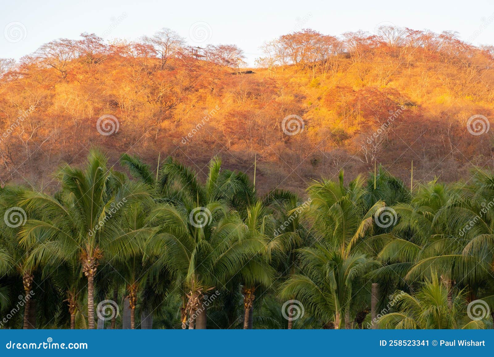 Edge of Jungle with Palm Trees Stock Image - Image of growth ...