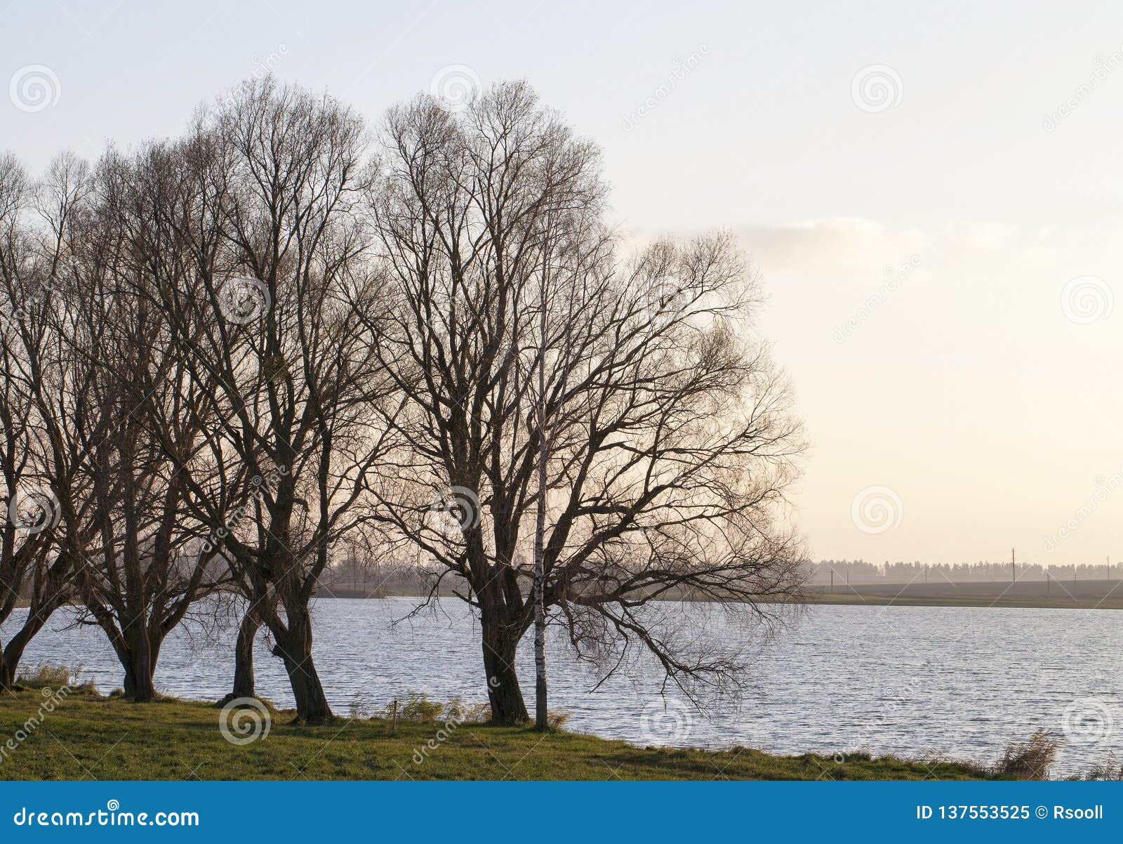 Edge lake shore trees stock image. Image of foliage - 137553525