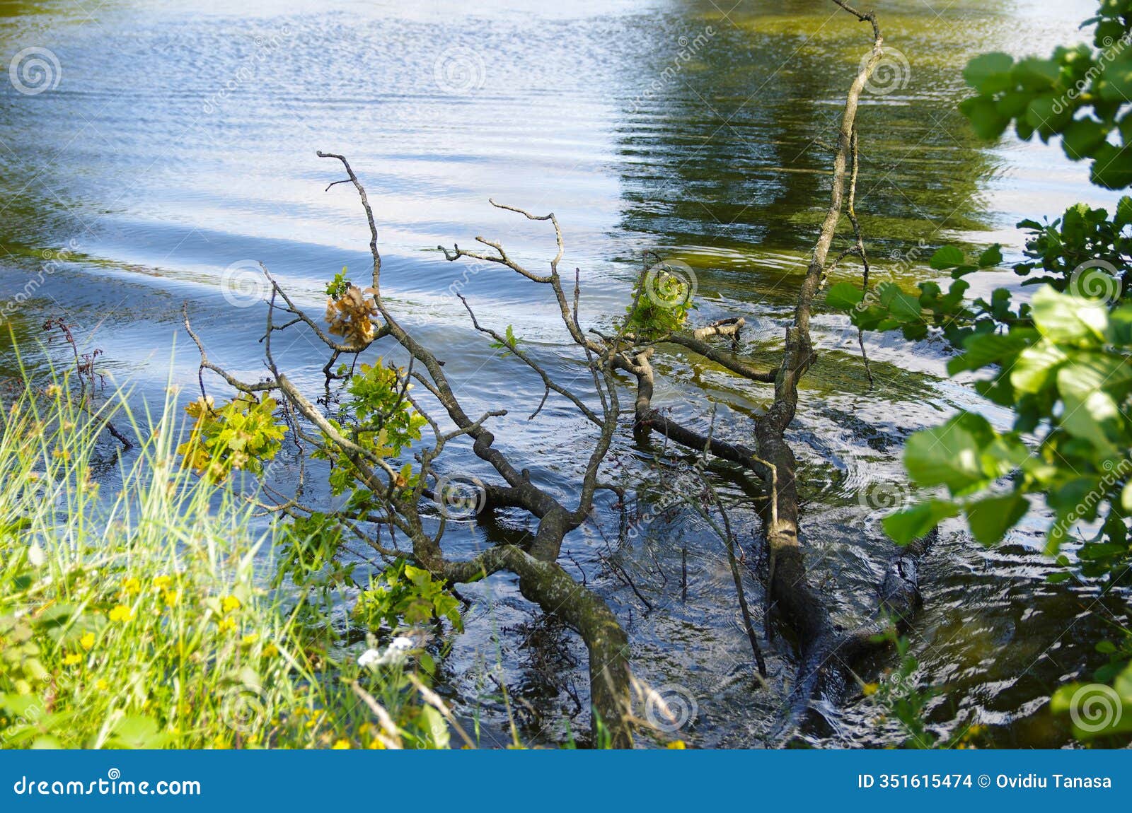 Edge of lake with twigs stock photo. Image of reflect - 351615474