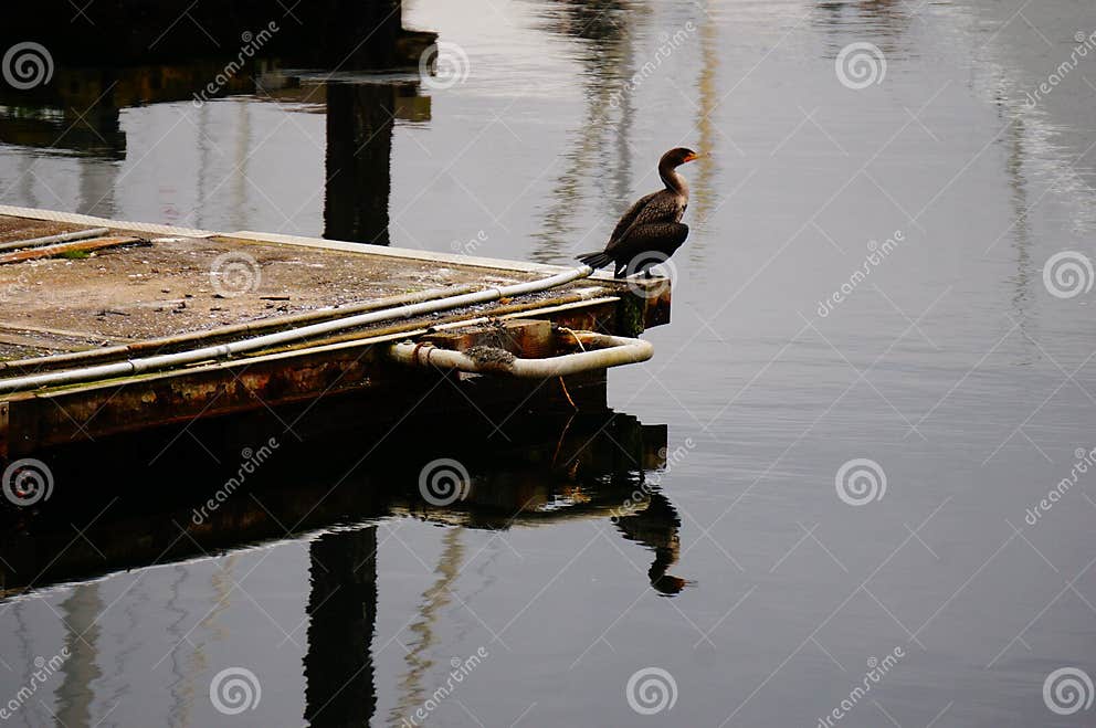 On the edge stock image. Image of water, dock, bird, stands - 51350137
