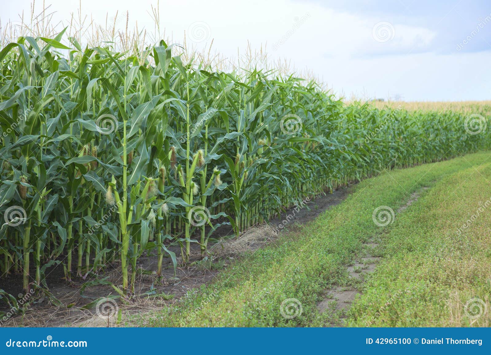 Edge of a Midwestern Cornfield Stock Photo - Image of cornfield ...