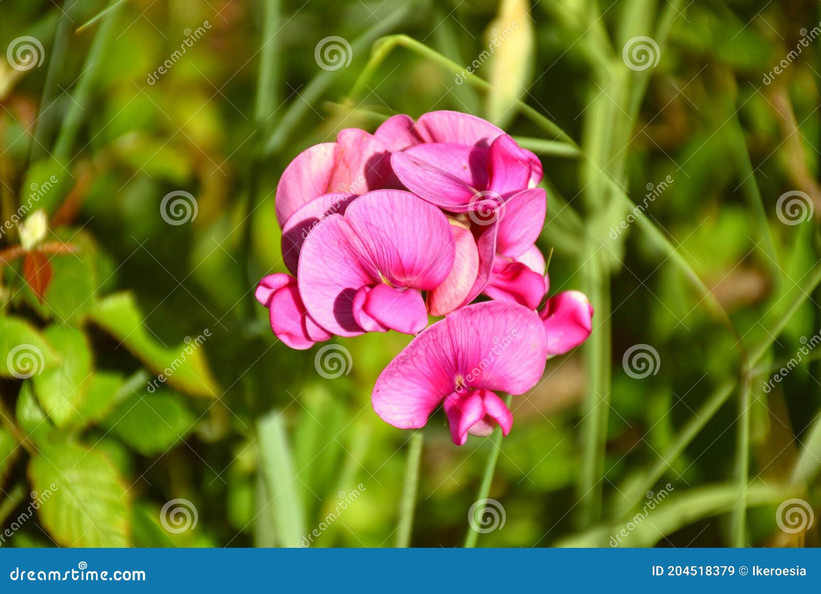 Pink Wild Pea Flowers (Lathyrus Latifolius). Stock Image - Image of ...