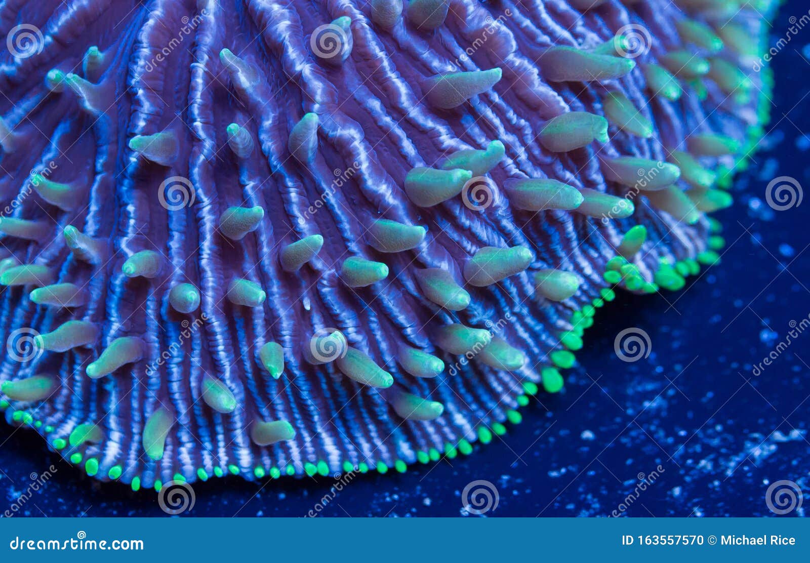 Plate Coral Edge stock photo. Image of green, ocean - 163557570