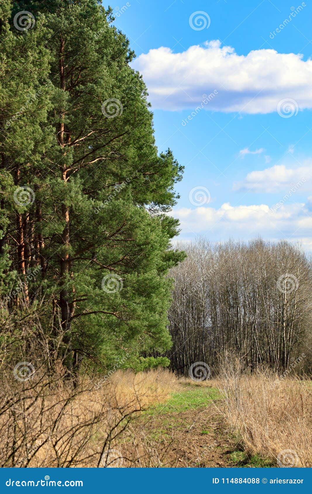Branch of a pine tree stock photo. Image of background - 114884088