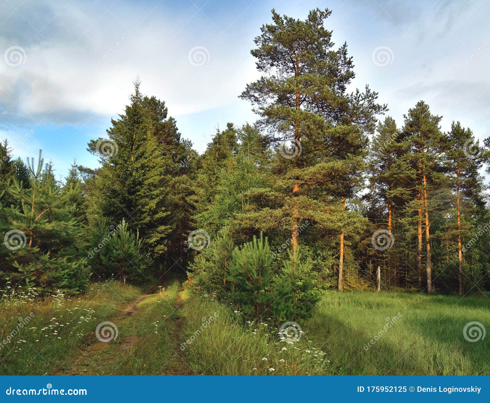 Edge of a Pine Forest, Taiga Path Stock Image - Image of branches, road ...