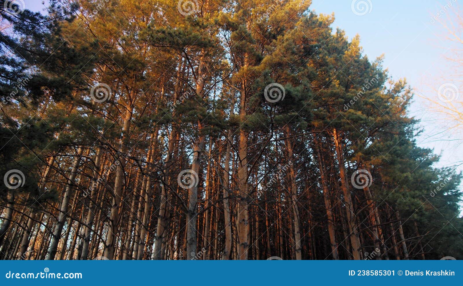 Edge of Pine Tree Forest at Sunset Stock Video - Video of cast, season ...