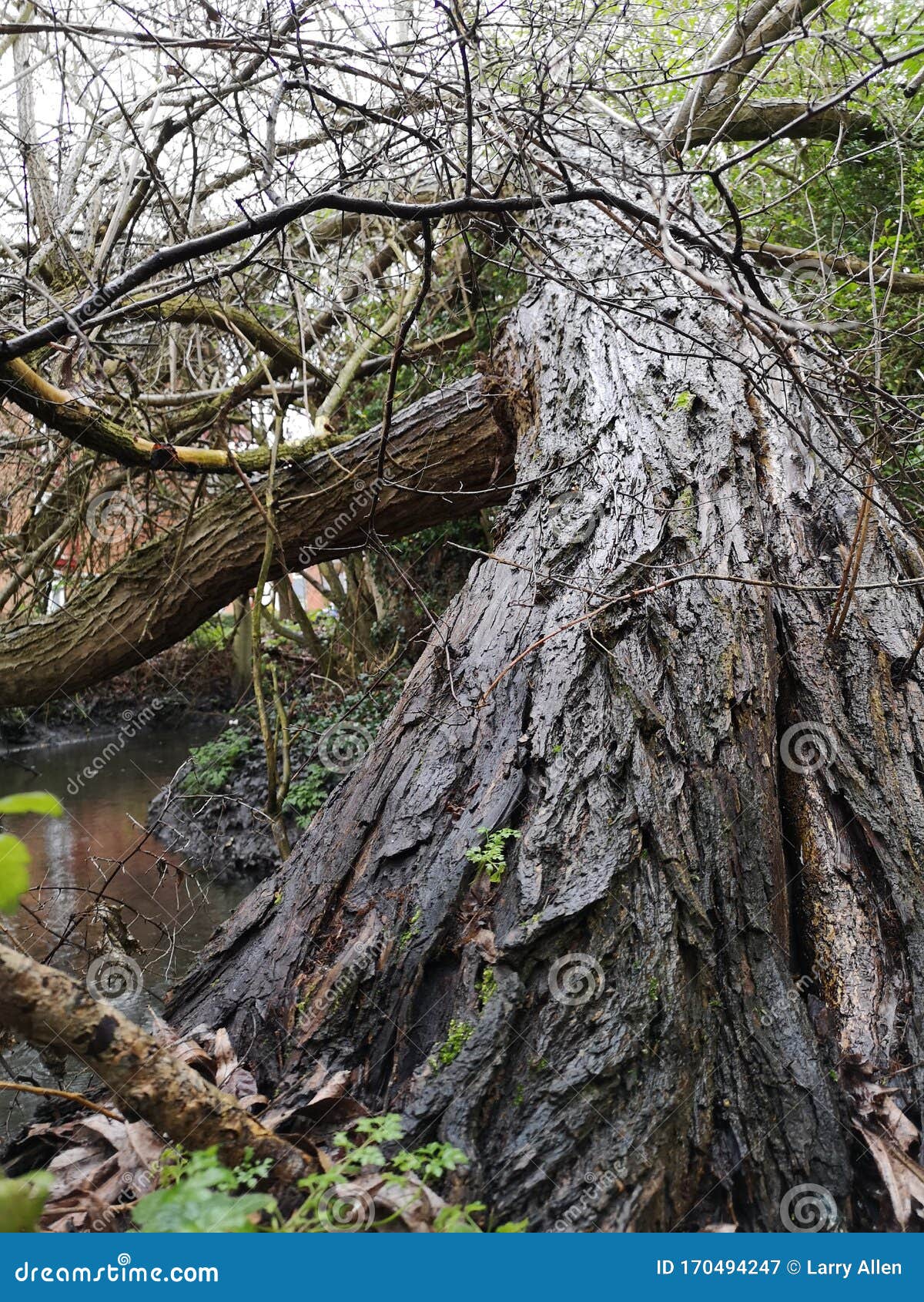 Edge of the River, Up the Stream, Trees Corner Stock Image - Image of ...