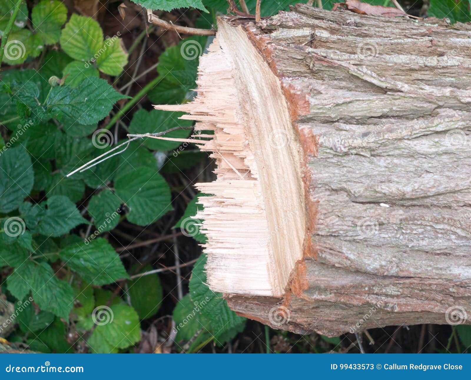 Edge of Sharp Jagged Chopped Tree Trunk Stump Wood Tree Surgery Stock ...