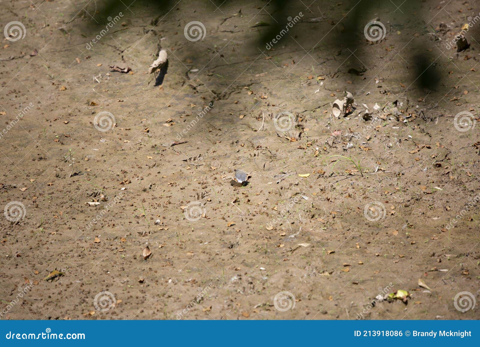 Edge of the Swamp stock photo. Image of freshwater, mussel - 213918086